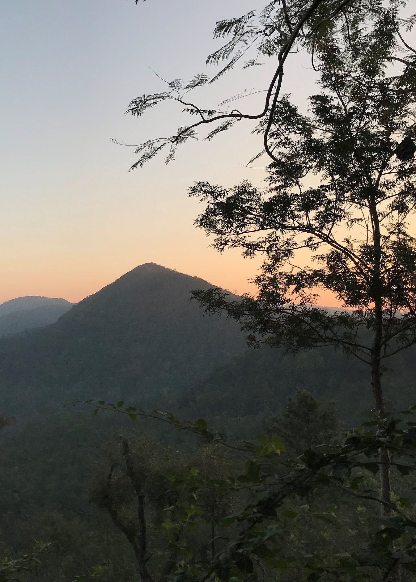 India - Merthi Mountain - Whole Bean Filter Coffee – Solberg & Hansen